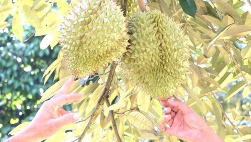 Vietnam expects official export of durian to China