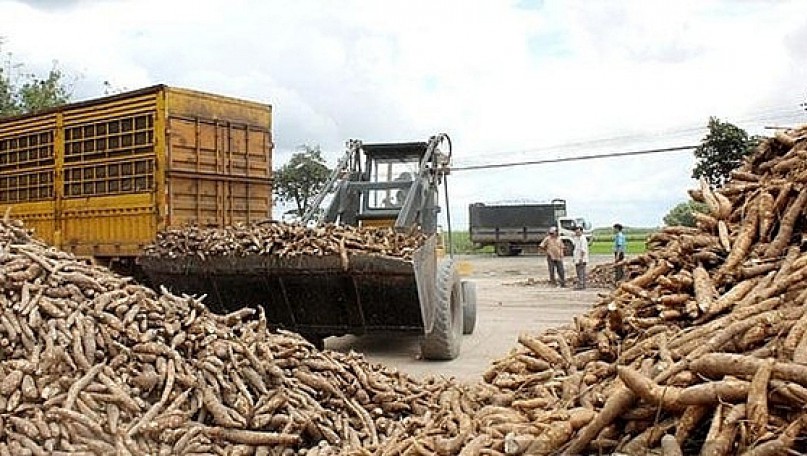Vietnamese cassava facing fierce competition with Thai cassava in ...