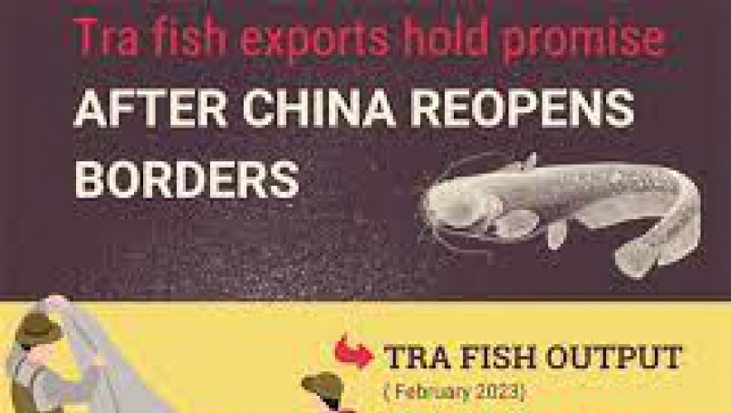 Tra fish exports hold promise after China reopens borders